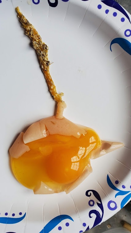 Wendy Bee3.jpg | BackYard Chickens - Learn How to Raise Chickens