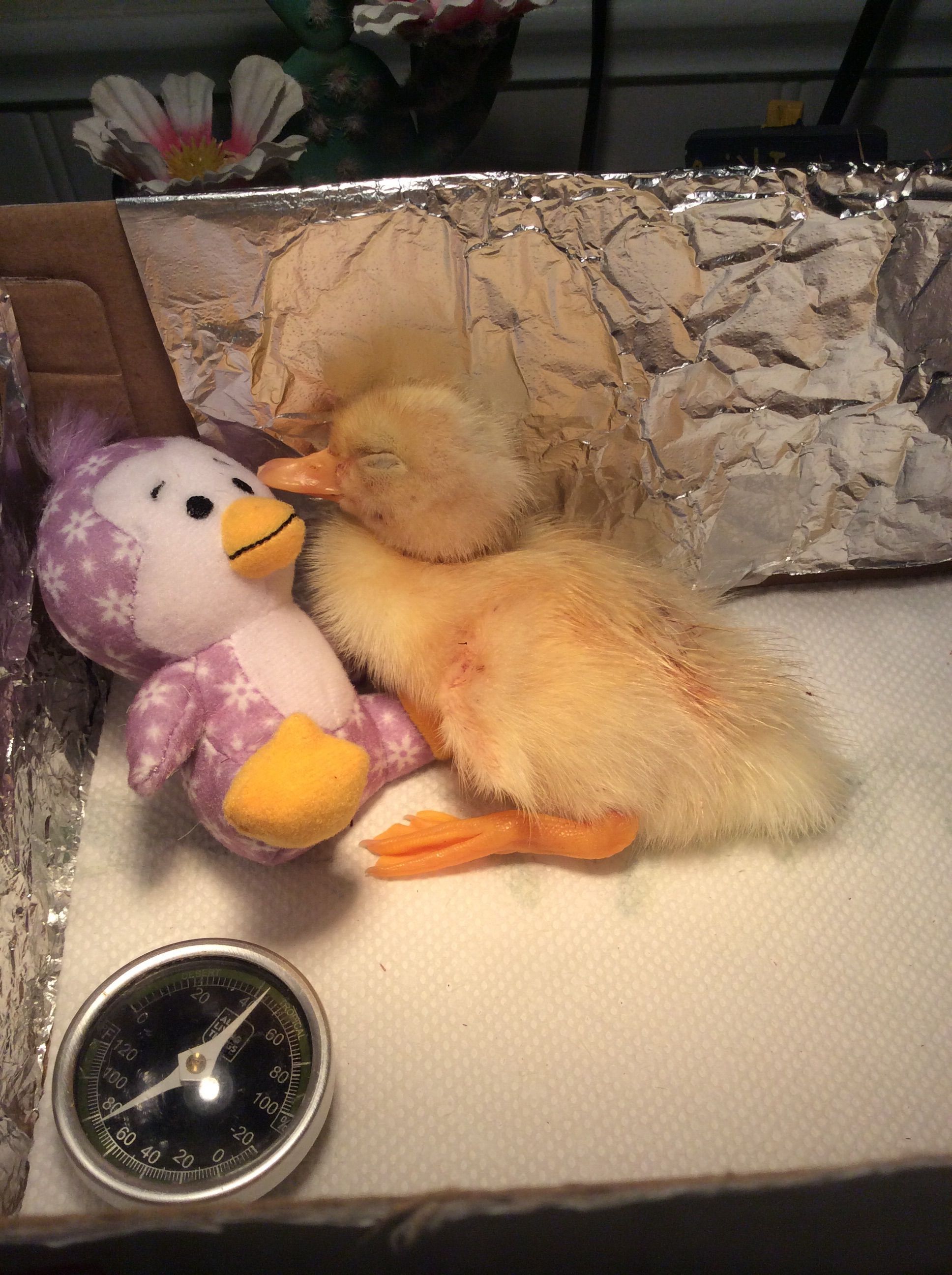 When my Pekin drake was just hatched :) | BackYard Chickens - Learn How ...