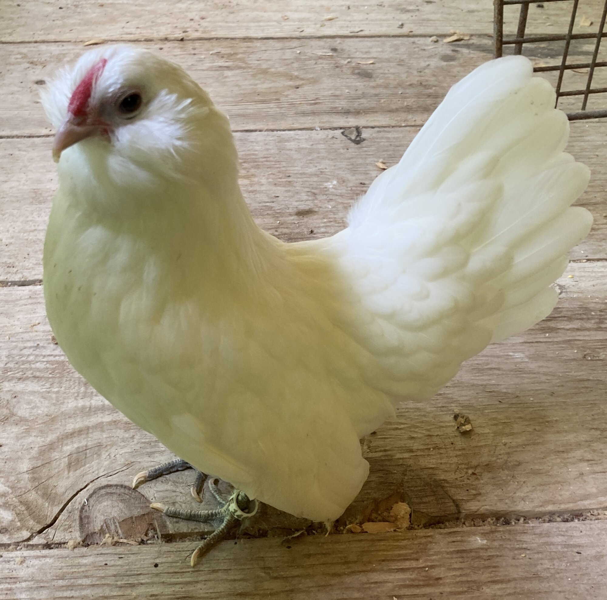 White Belgian Bearded d’Anvers pullet | BackYard Chickens - Learn How ...