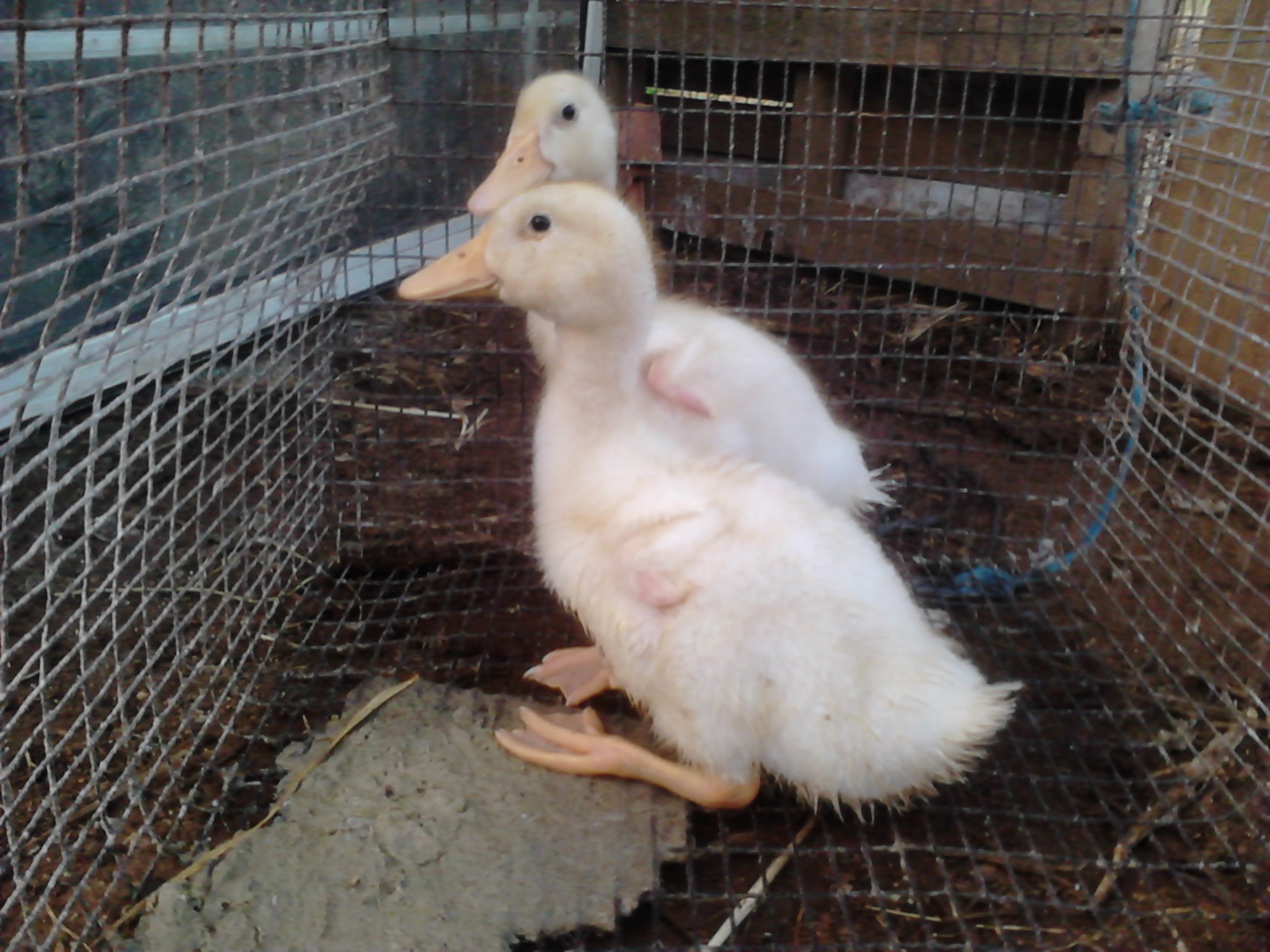white ducks | BackYard Chickens - Learn How to Raise Chickens
