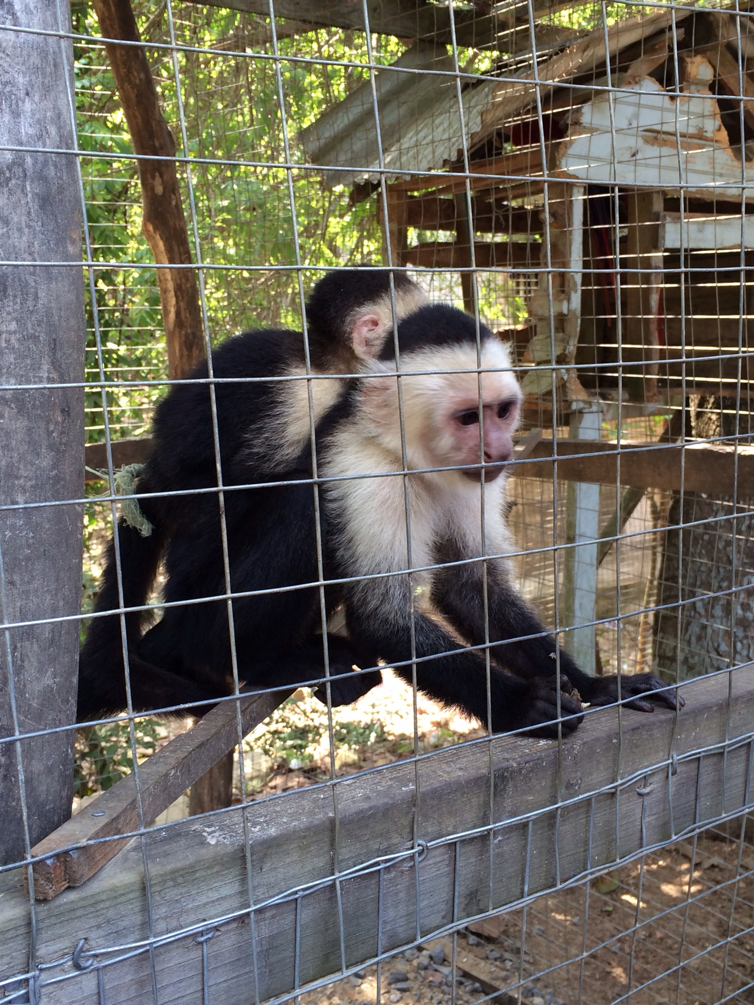 White faced capuchins. | BackYard Chickens - Learn How to Raise Chickens