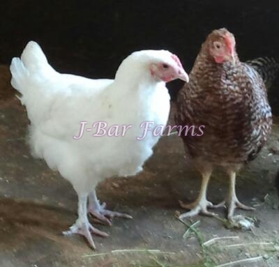 White Marans pullet, Rhodebar cockerel | BackYard Chickens - Learn How ...