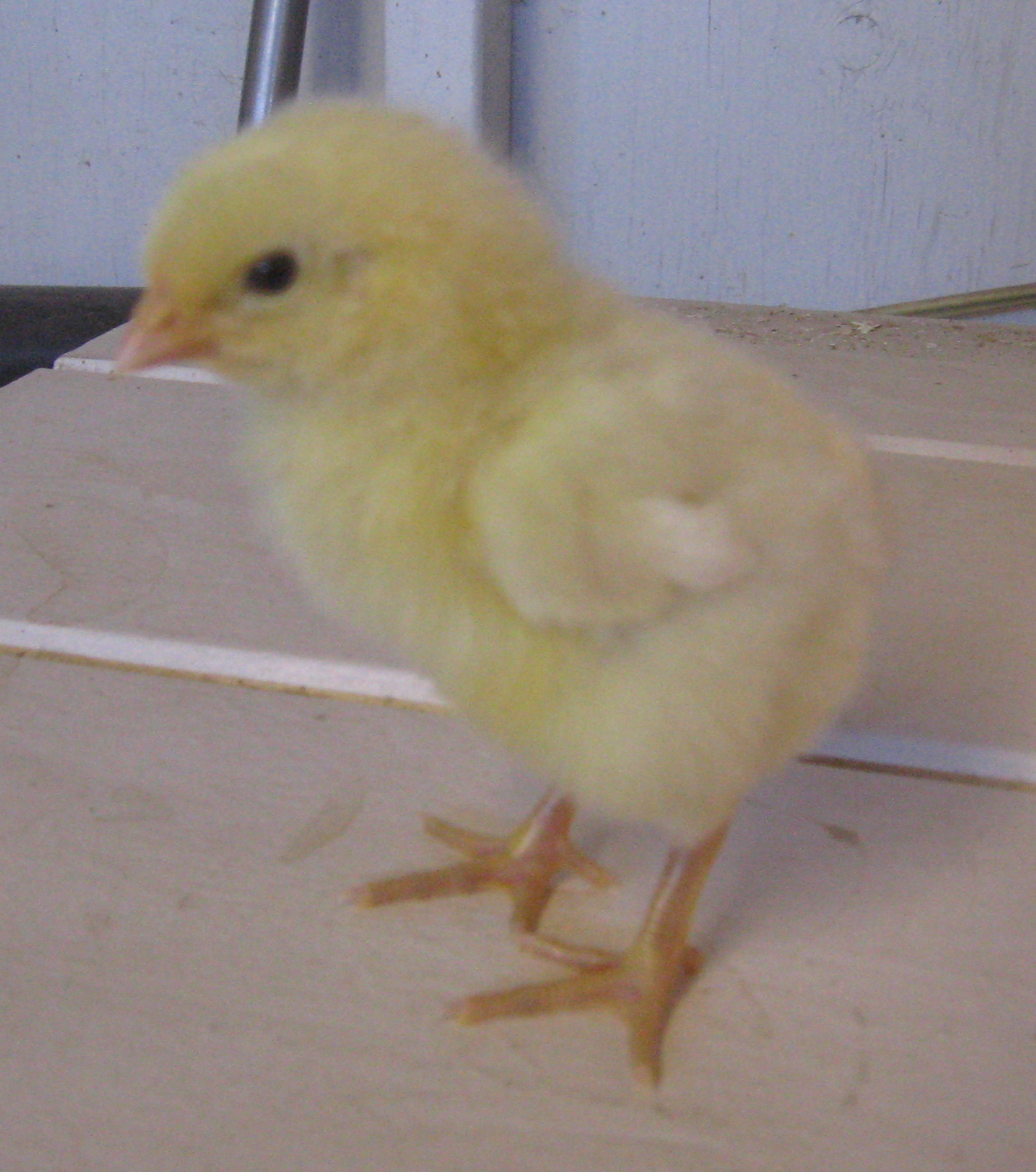 White Plymouth Rock chick | BackYard Chickens - Learn How to Raise Chickens