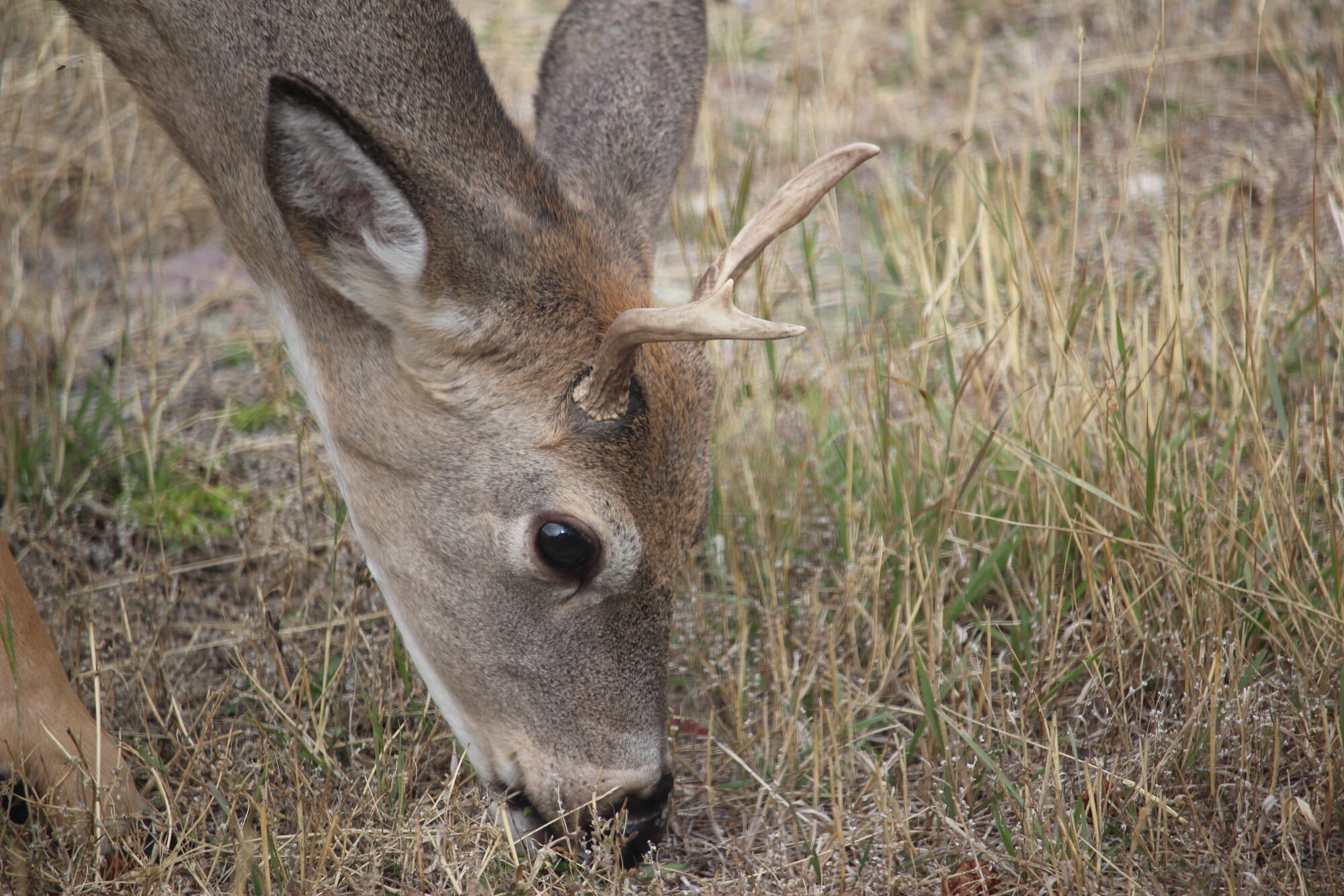 whitetail_buck1.JPG | BackYard Chickens - Learn How to Raise Chickens
