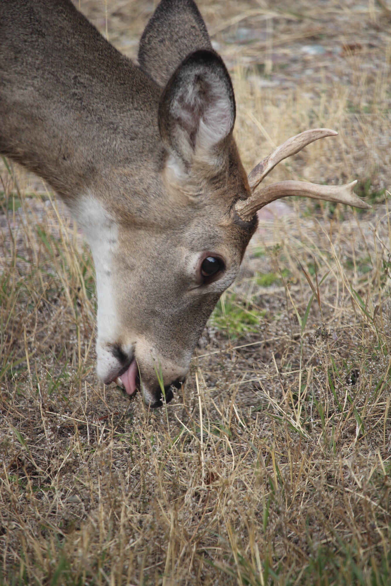 whitetail_buck2.JPG | BackYard Chickens - Learn How to Raise Chickens