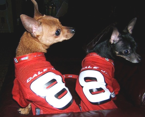 Who's your driver? | BackYard Chickens - Learn How to Raise Chickens