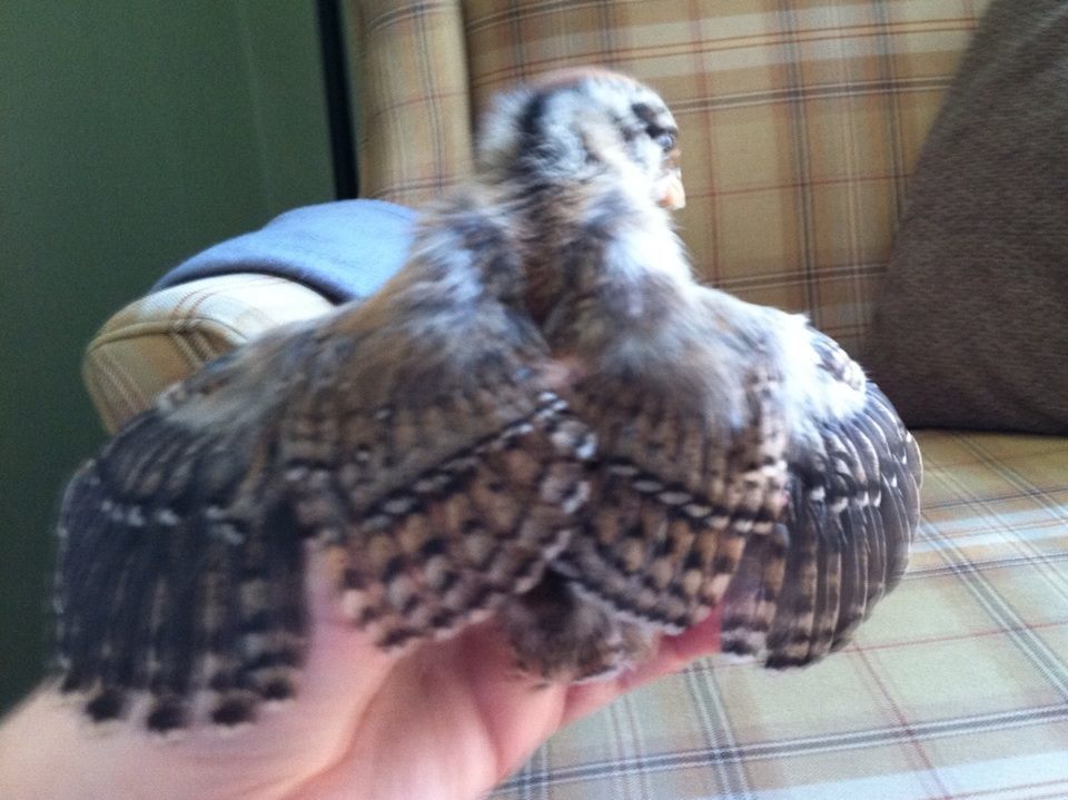 Wingspan | BackYard Chickens - Learn How to Raise Chickens