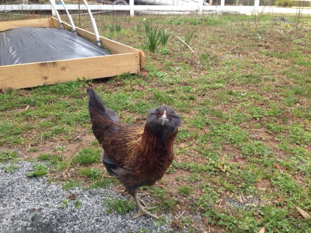 Wizard, an Easter Egger pullet. About 14 weeks old. | BackYard Chickens ...