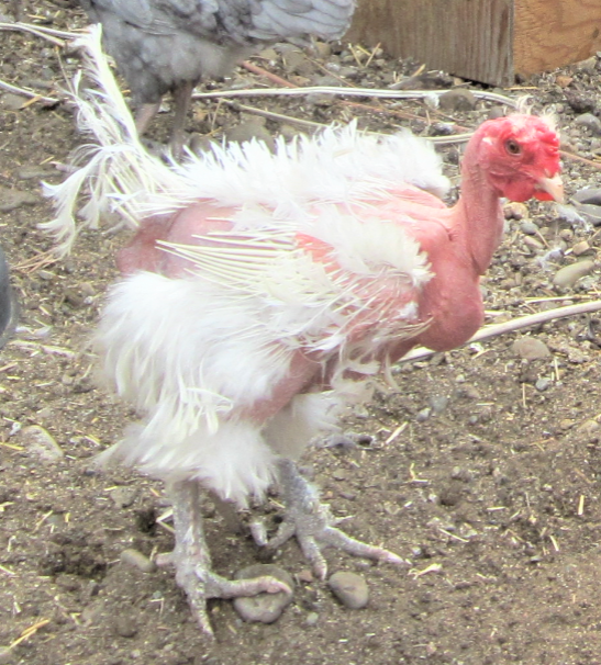 (Worst) Chicken Molt 1.png | BackYard Chickens - Learn How to Raise ...