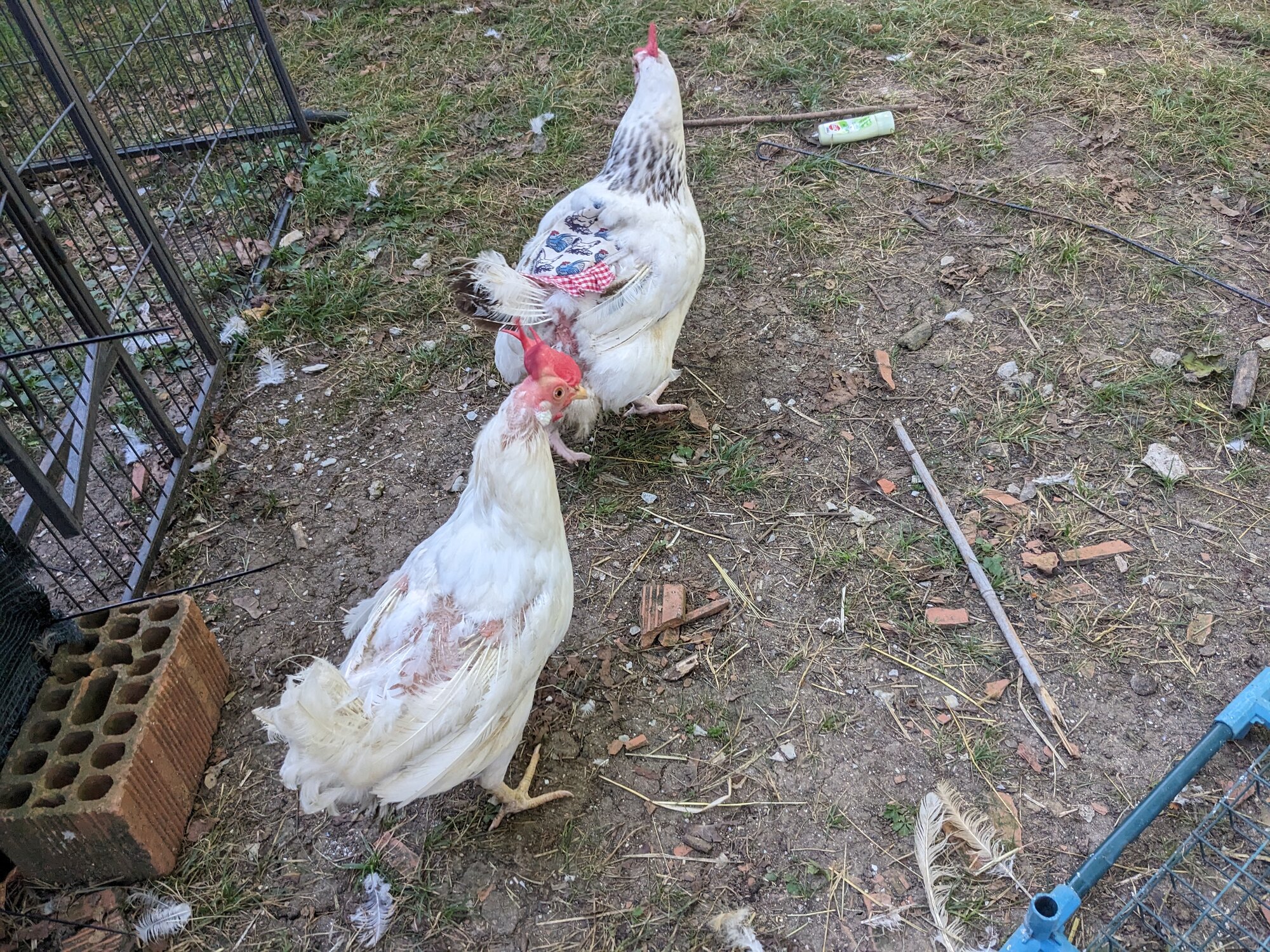 (Worst) Chicken Molt 11b.jpg | BackYard Chickens - Learn How to Raise ...