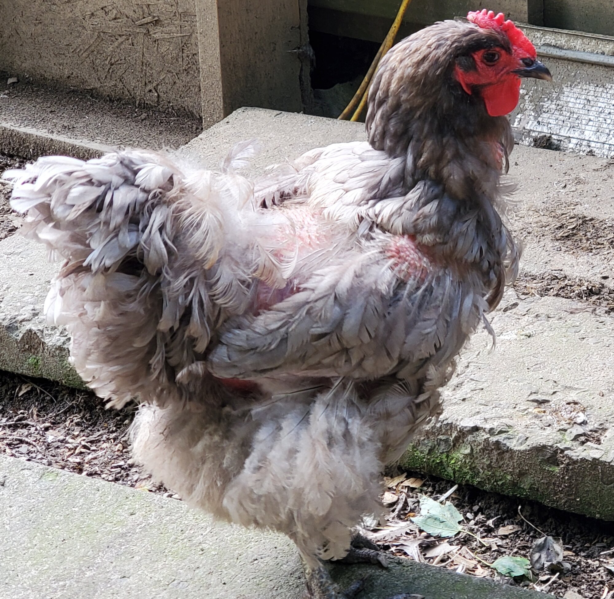 (Worst) Chicken Molt 2f.jpg | BackYard Chickens - Learn How to Raise ...