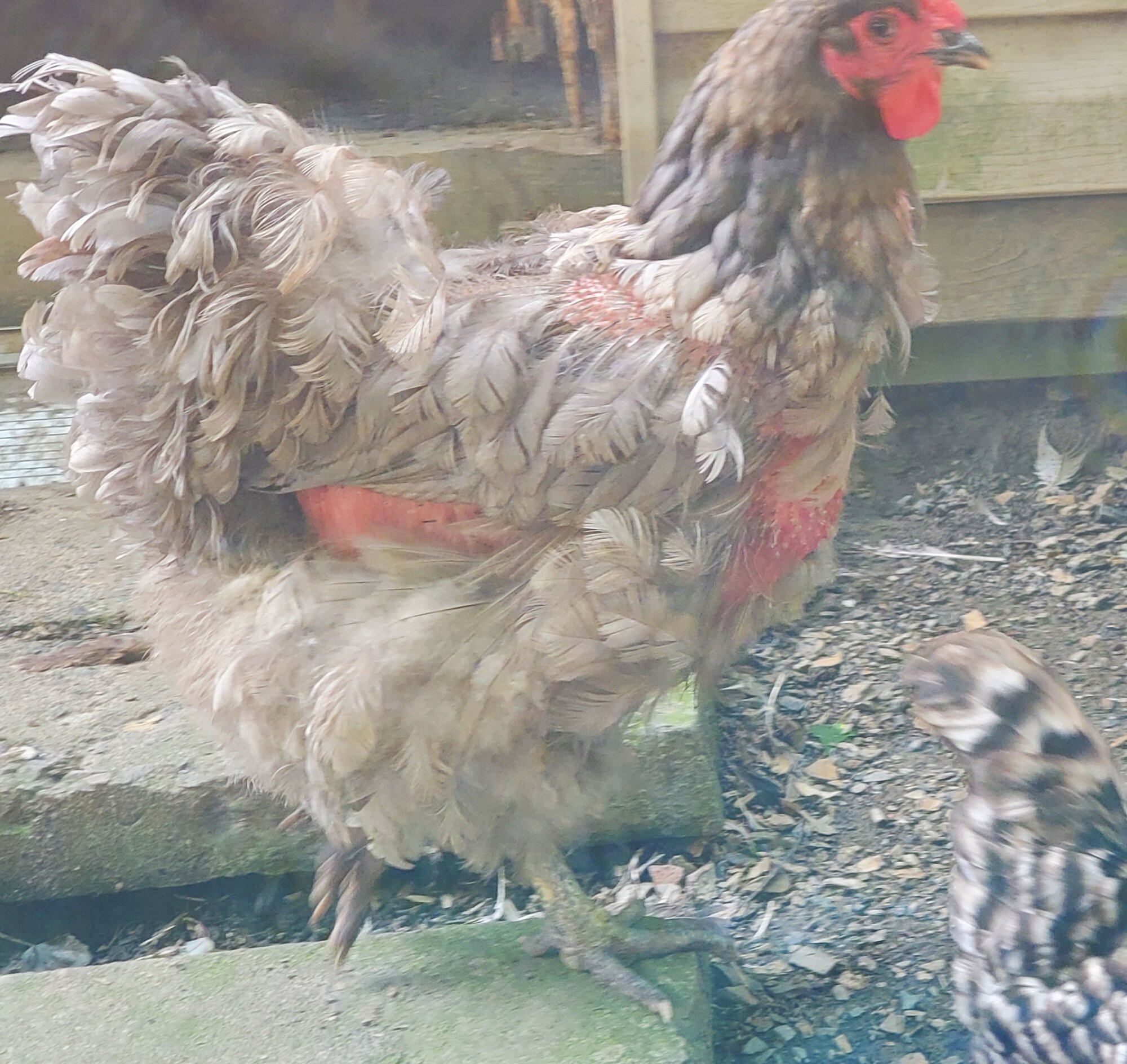 (Worst) Chicken Molt 2k.jpg | BackYard Chickens - Learn How to Raise ...