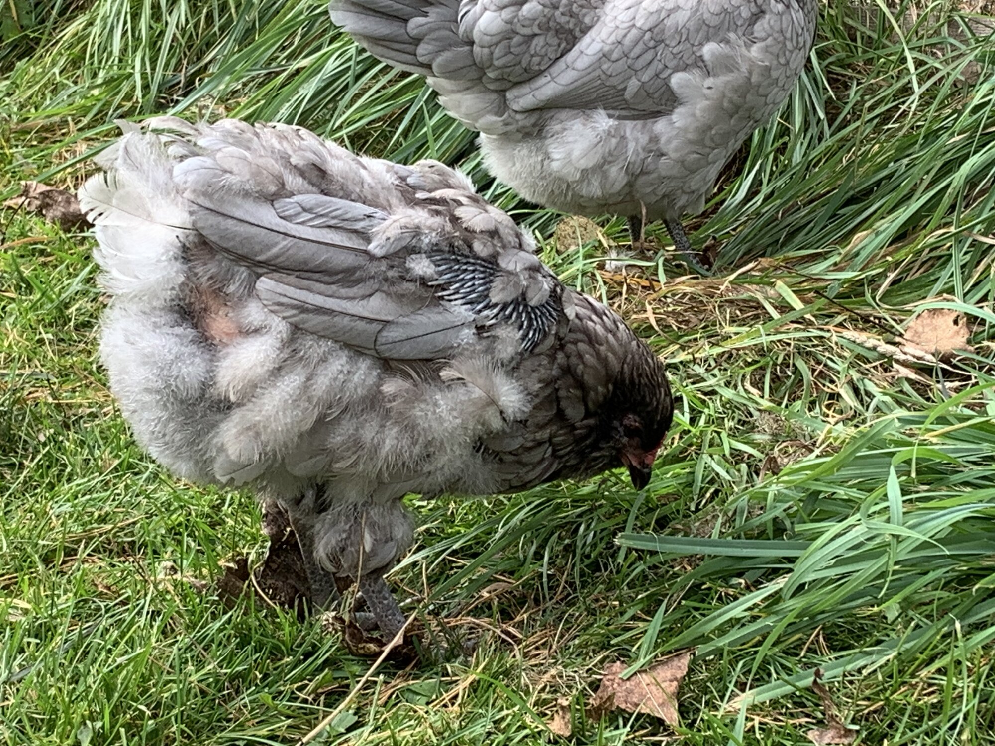 (Worst) Chicken Molt 40a.jpg | BackYard Chickens - Learn How to Raise ...