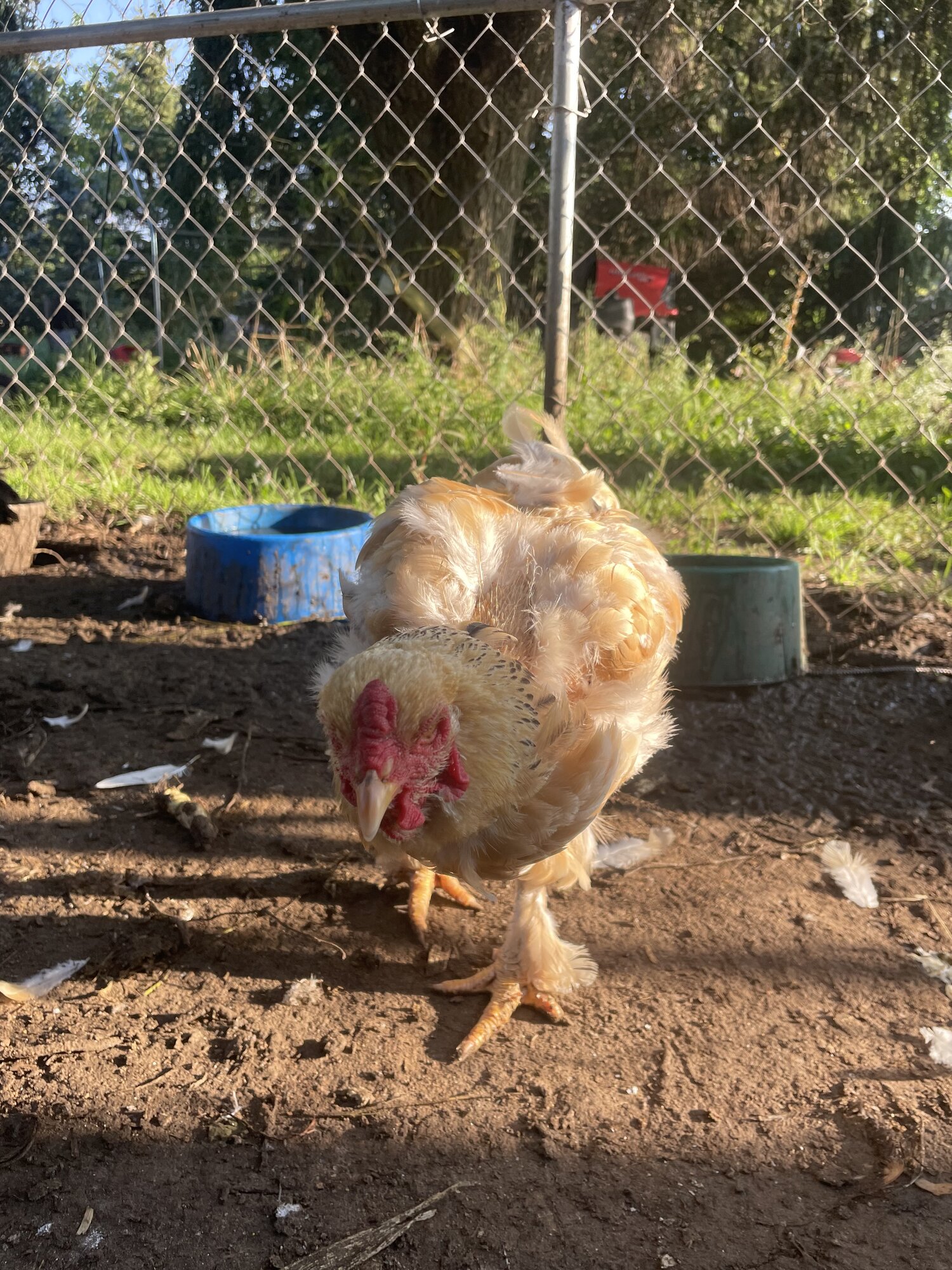 (Worst) Chicken Molt 45a.jpg | BackYard Chickens - Learn How to Raise ...