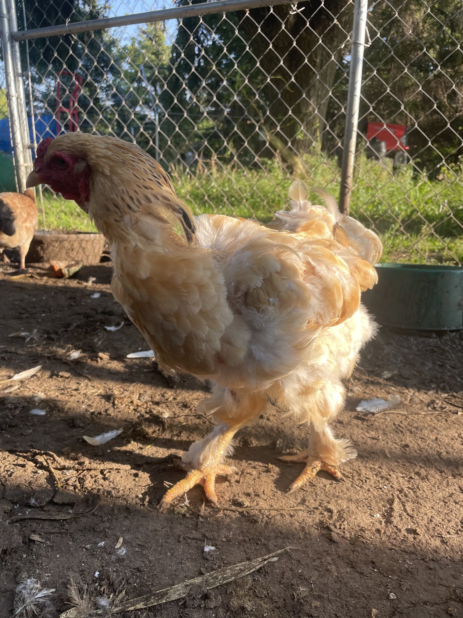 (Worst) Chicken Molt 45b.jpg | BackYard Chickens - Learn How to Raise ...