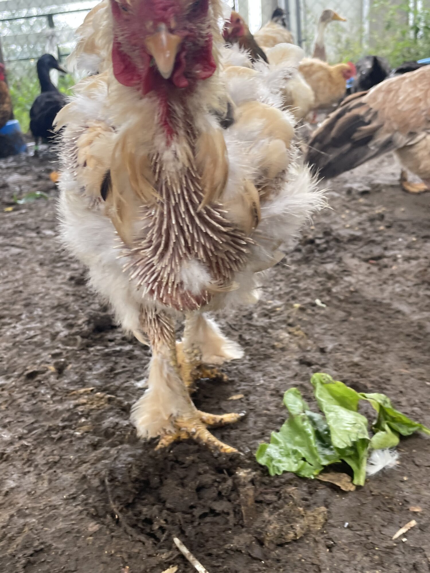 (Worst) Chicken Molt 45bb.jpg | BackYard Chickens - Learn How to Raise ...