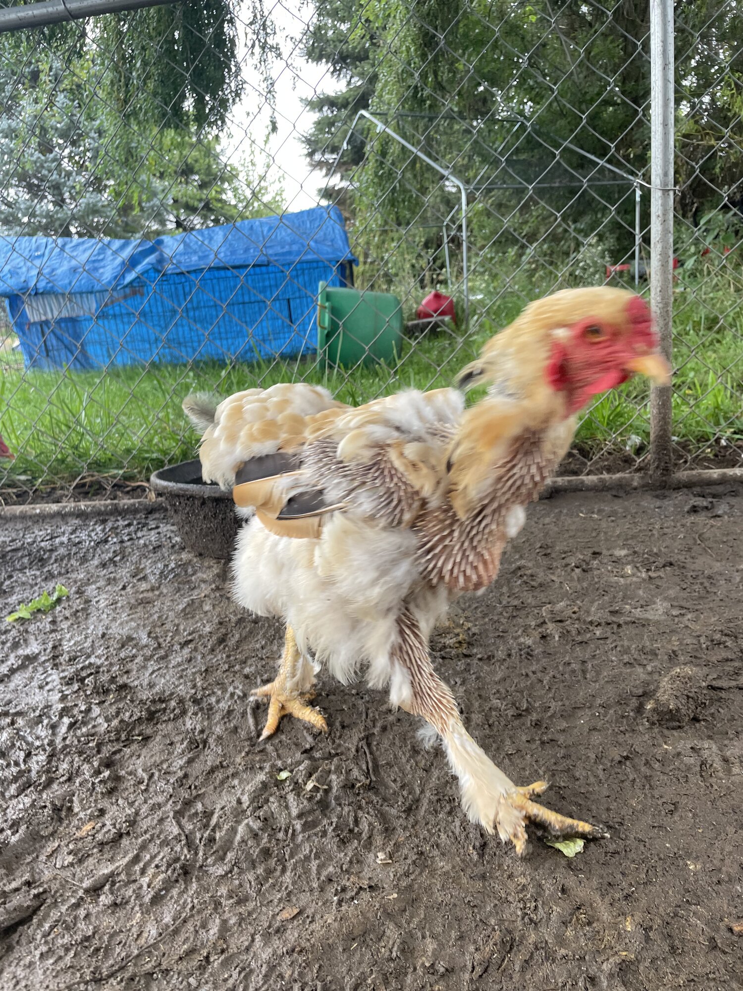 (Worst) Chicken Molt 45ff.jpg | BackYard Chickens - Learn How to Raise ...