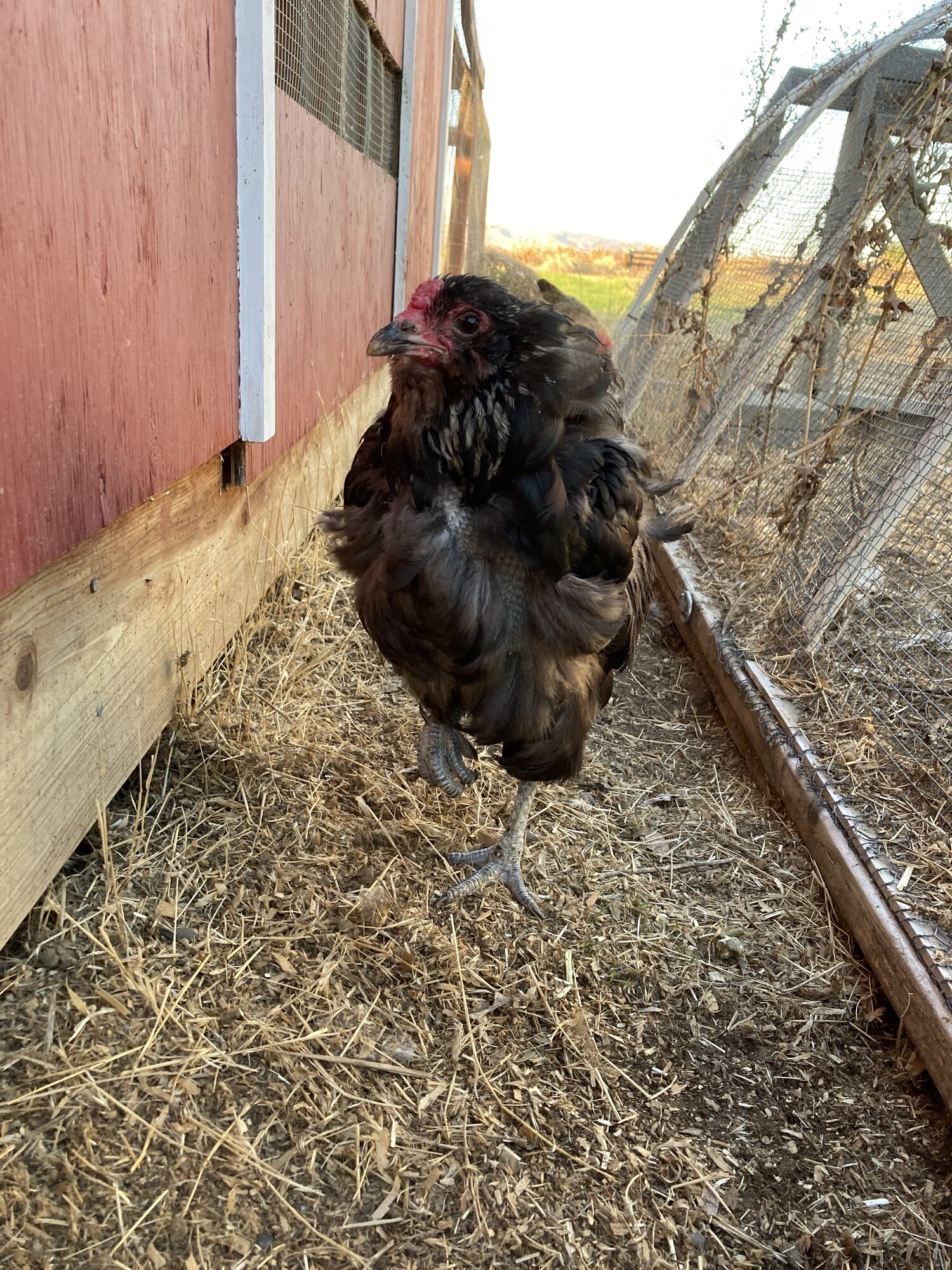 (Worst) Chicken Molt 53e.jpg | BackYard Chickens - Learn How to Raise ...