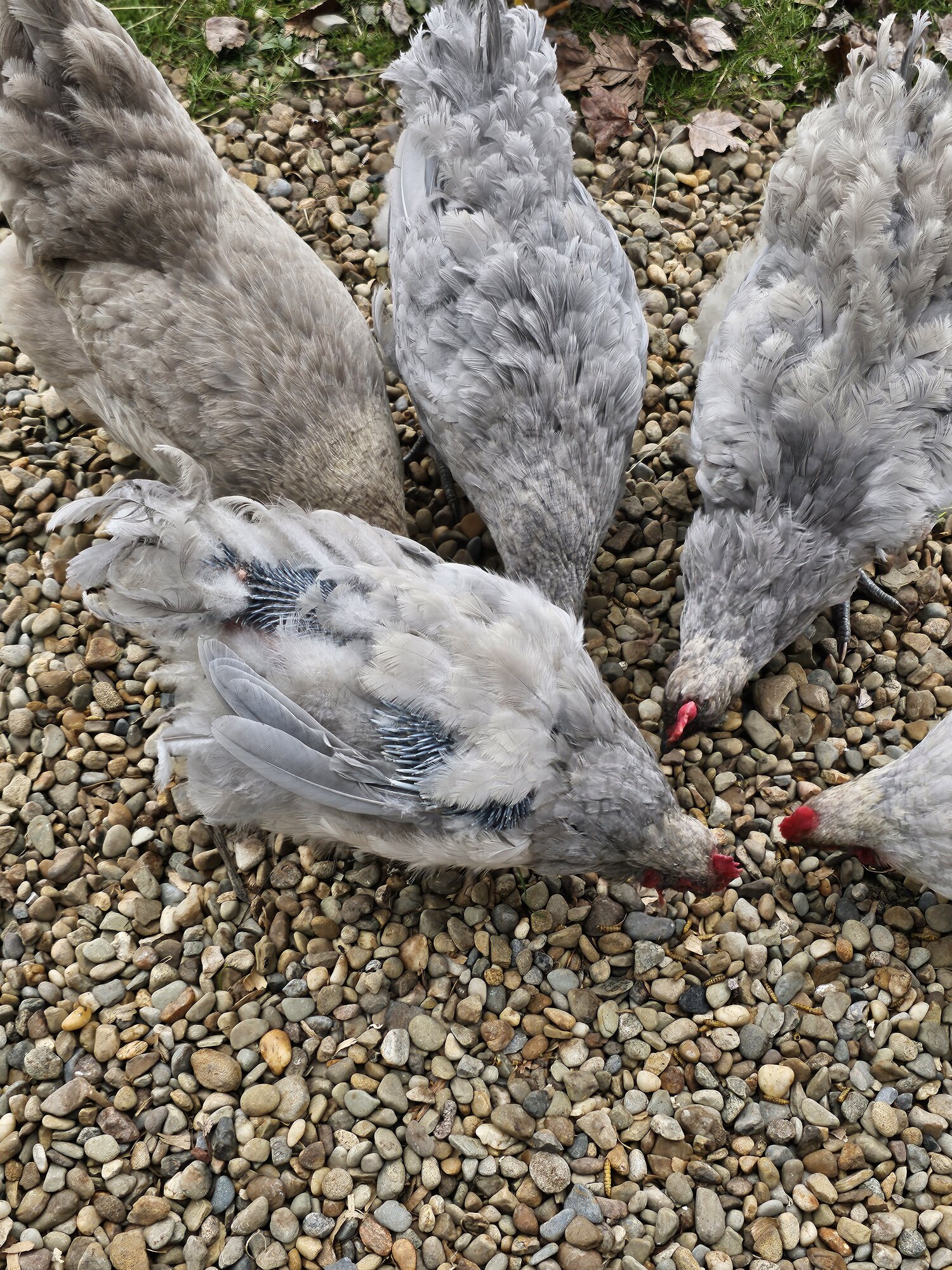 (Worst) Chicken Molt 55d.jpg | BackYard Chickens - Learn How to Raise ...