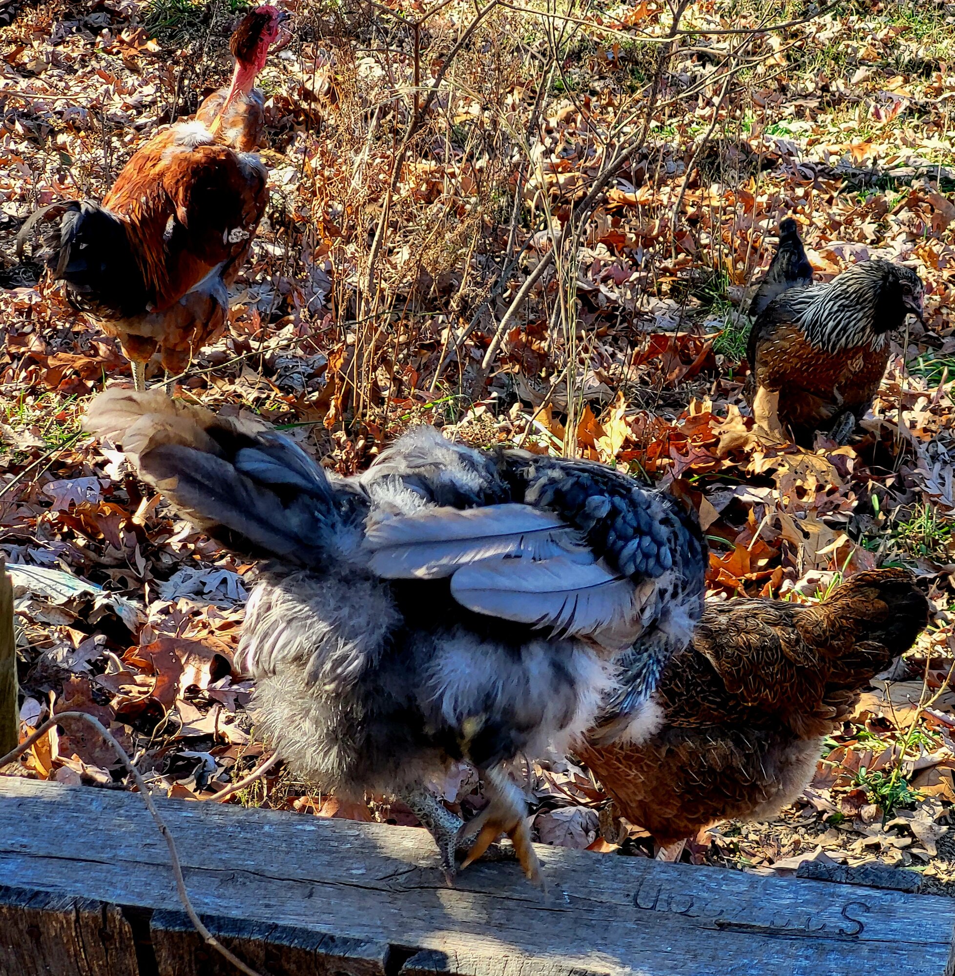 (Worst) Chicken Molt 58b.jpg | BackYard Chickens - Learn How to Raise ...