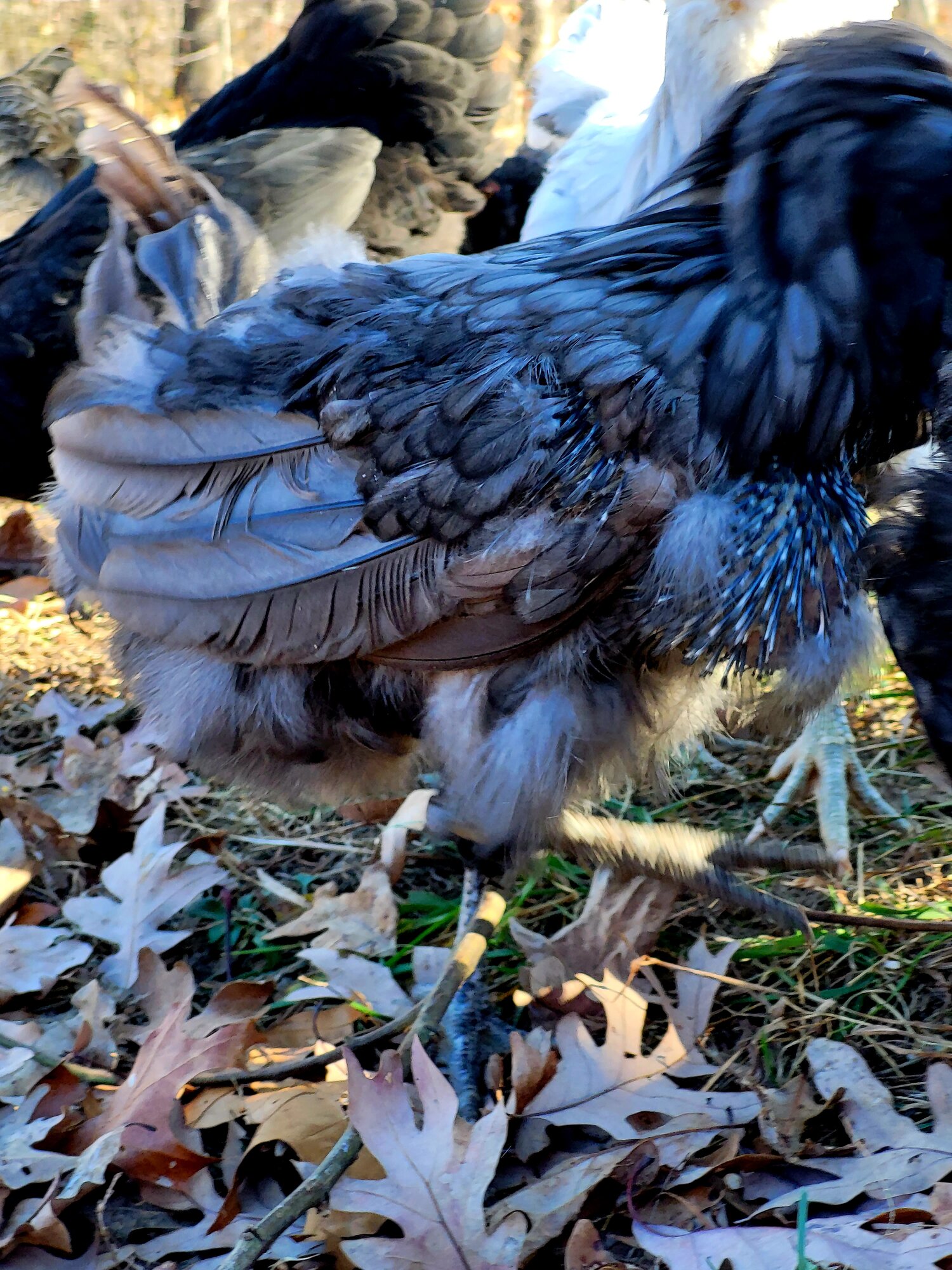(Worst) Chicken Molt 58e.jpg | BackYard Chickens - Learn How to Raise ...