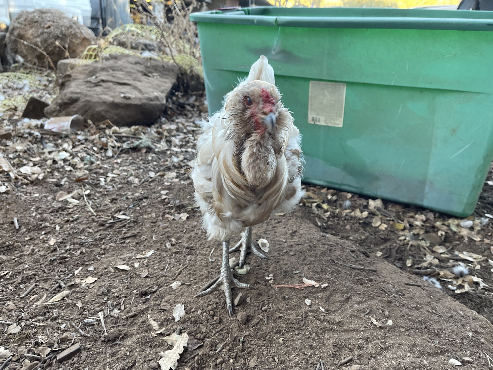 (Worst) Chicken Molt 73a.jpg | BackYard Chickens - Learn How to Raise ...