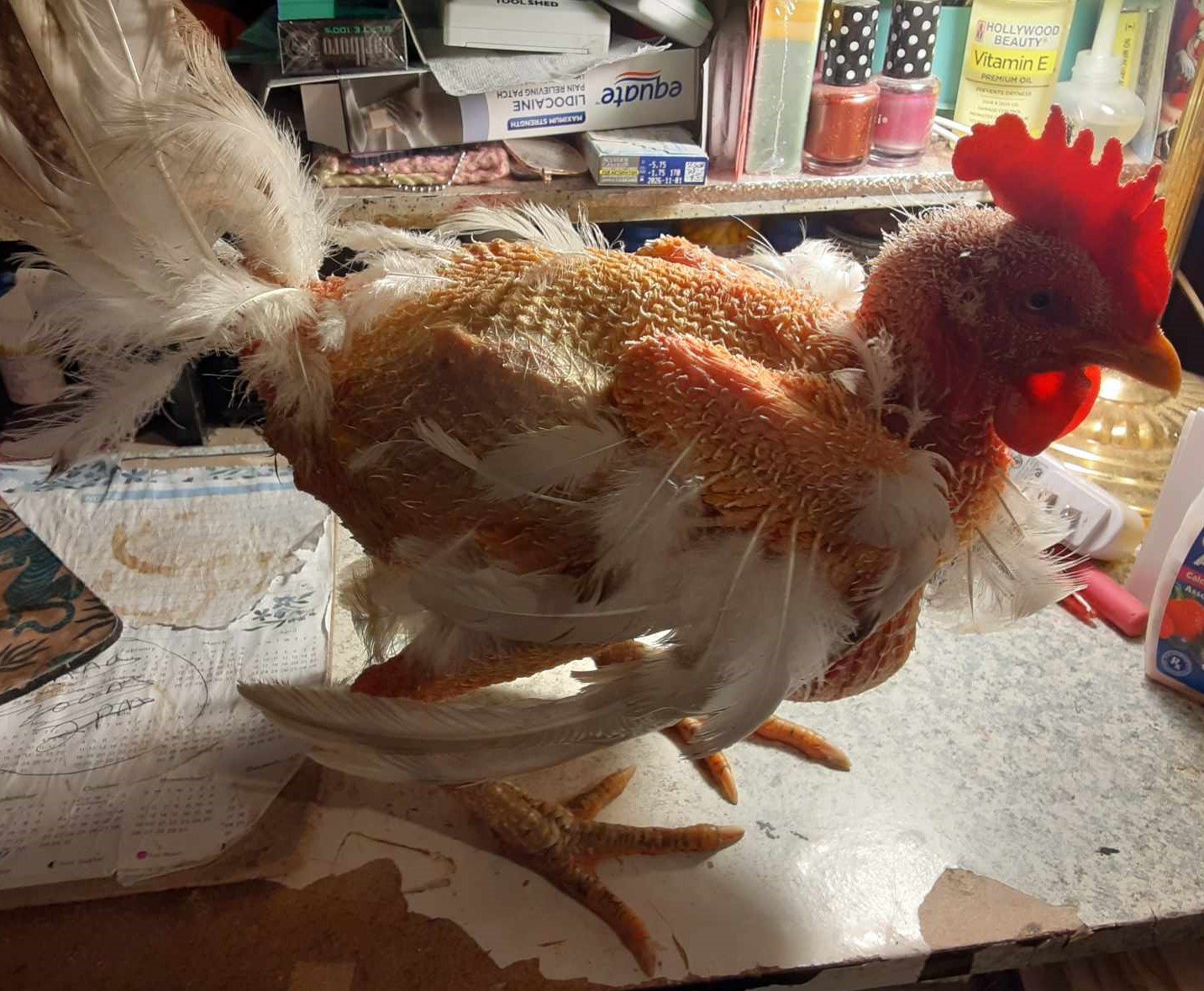 (Worst) Chicken Molt 79b.jpg | BackYard Chickens - Learn How to Raise ...