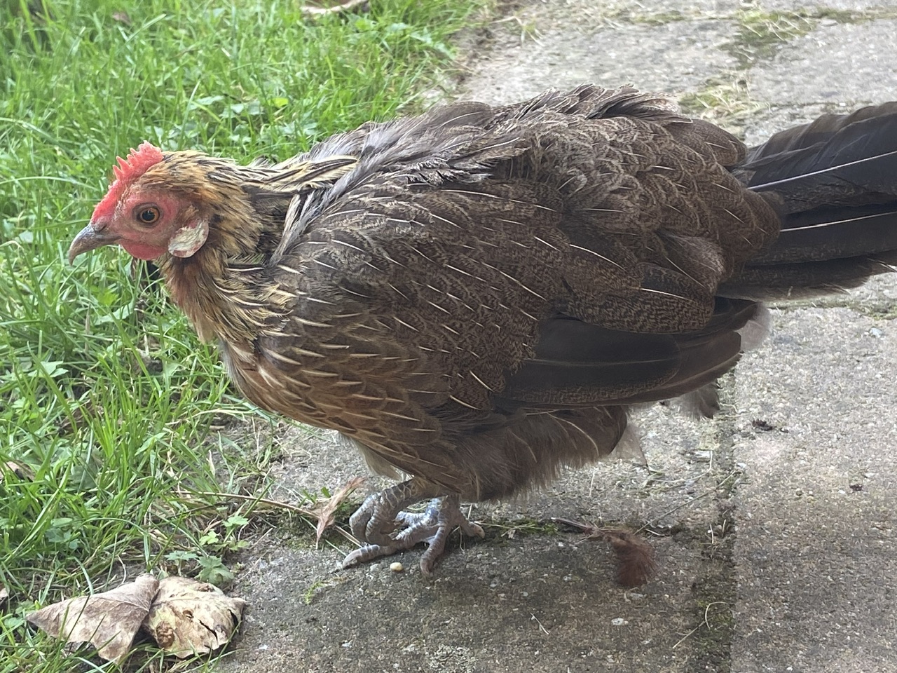 (Worst) Chicken Molt 8.jpg | BackYard Chickens - Learn How to Raise ...