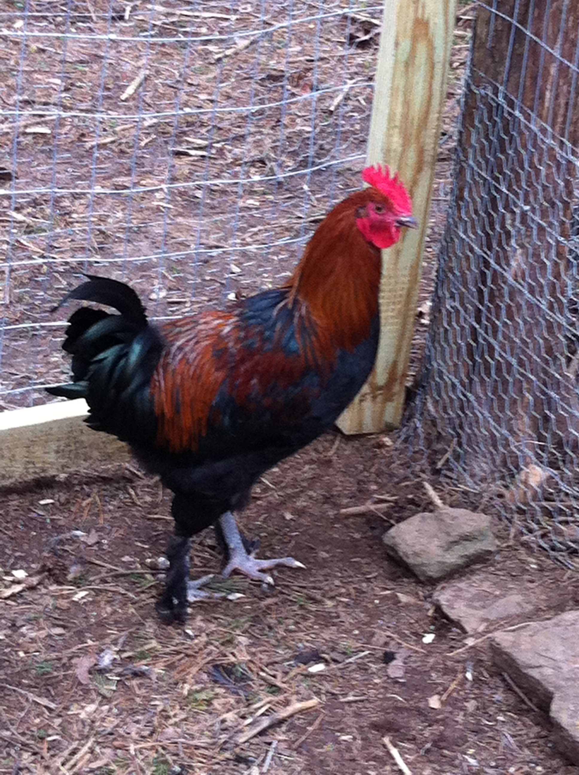 young bcm rooster | BackYard Chickens - Learn How to Raise Chickens