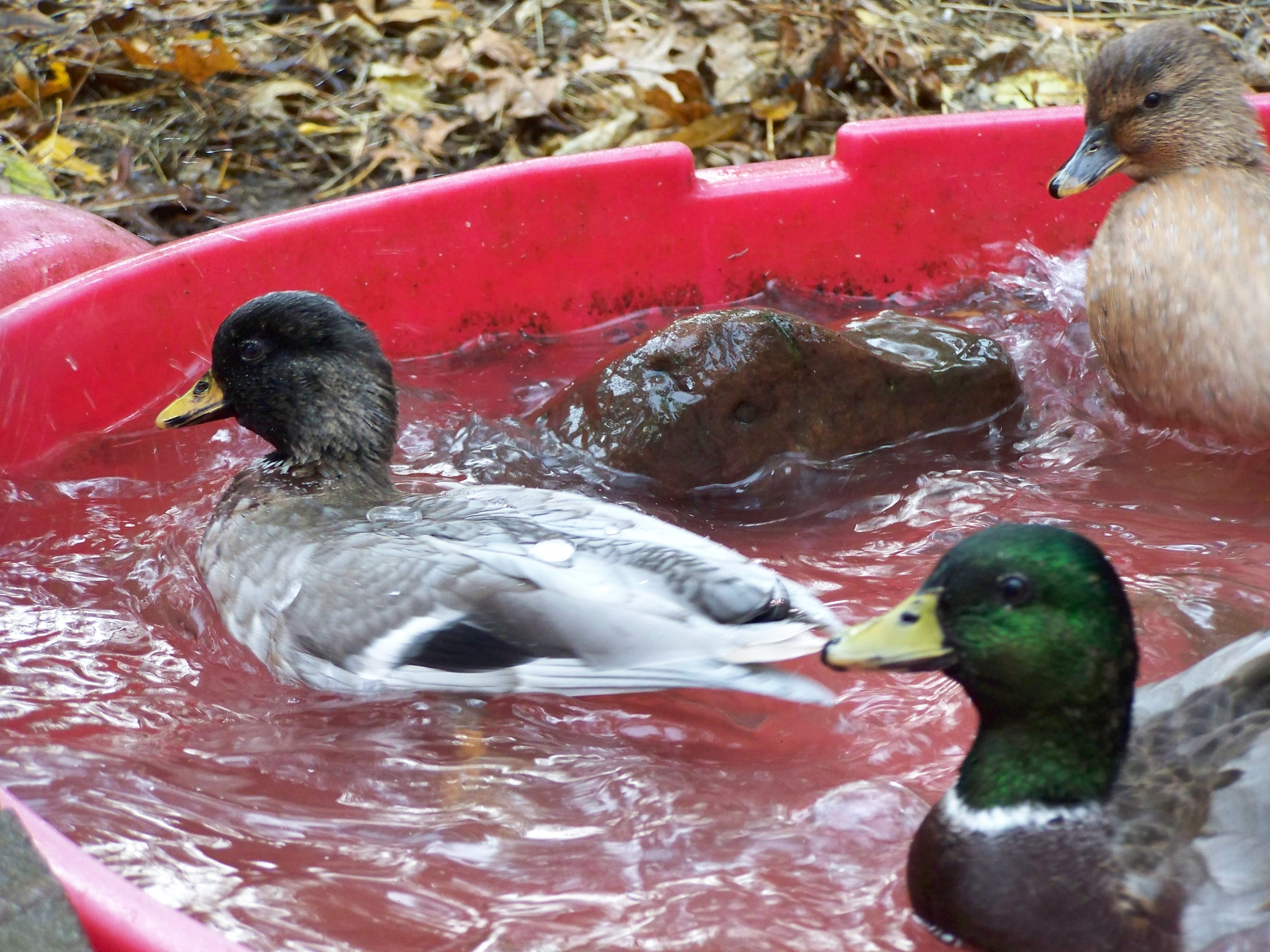 Young blue fawn drake. | BackYard Chickens - Learn How to Raise Chickens
