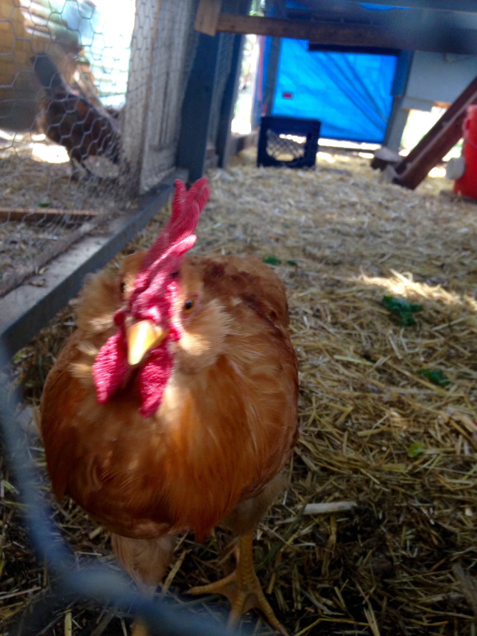 Young cockerel - Buff Orph x Easter Egger | BackYard Chickens - Learn ...