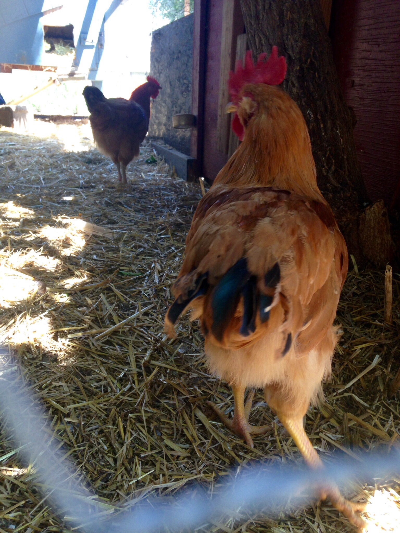 Young cockerel - Buff Orph x Easter Egger | BackYard Chickens - Learn ...