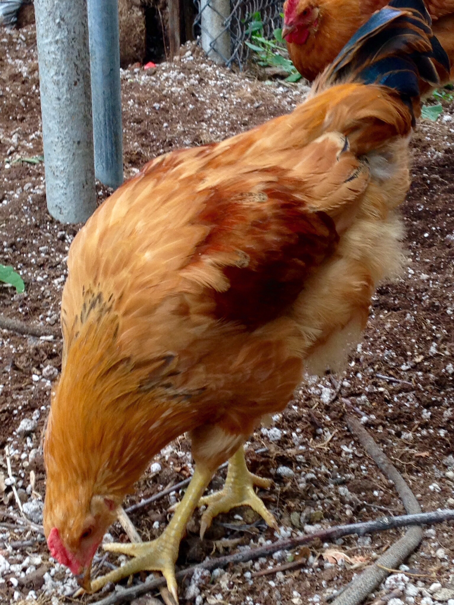 Young pullet - Buff Orph x Easter Egger (note the leg color) | BackYard ...