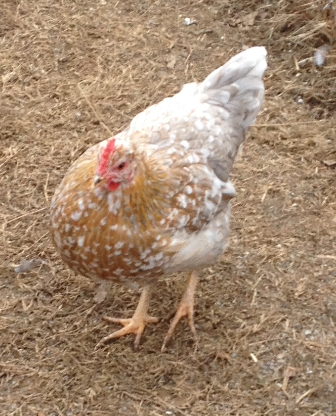 Young pullet | BackYard Chickens - Learn How to Raise Chickens
