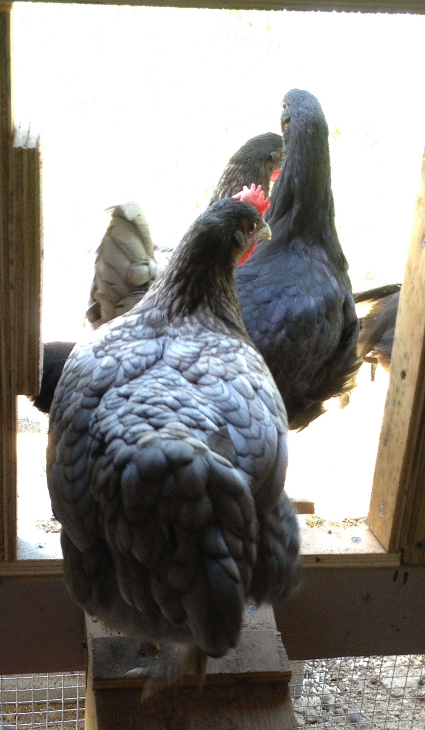 Young pullets | BackYard Chickens - Learn How to Raise Chickens