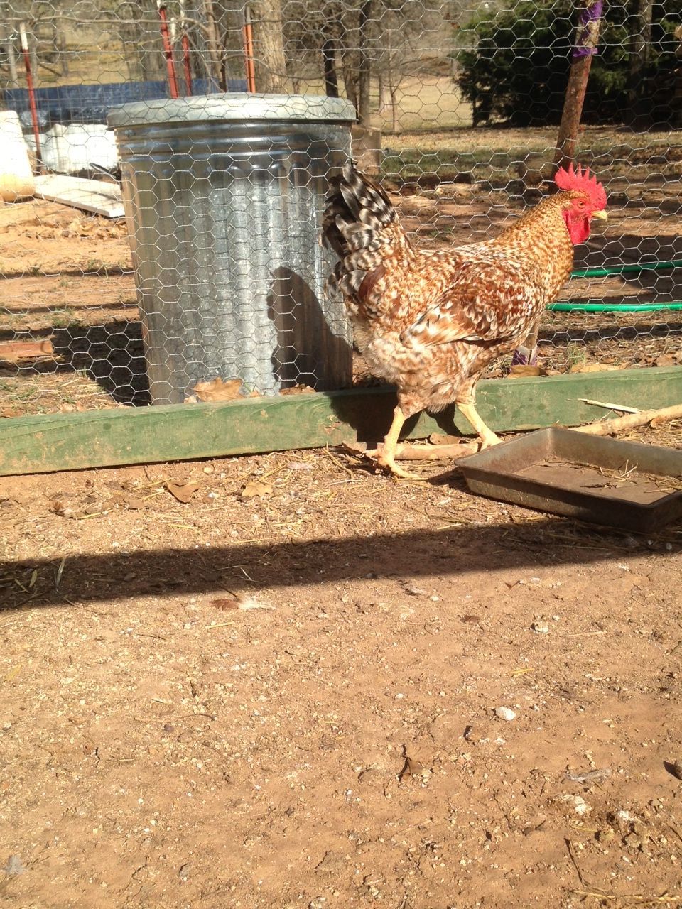 Young Rhodebar Roo (April 2013) | BackYard Chickens - Learn How to ...