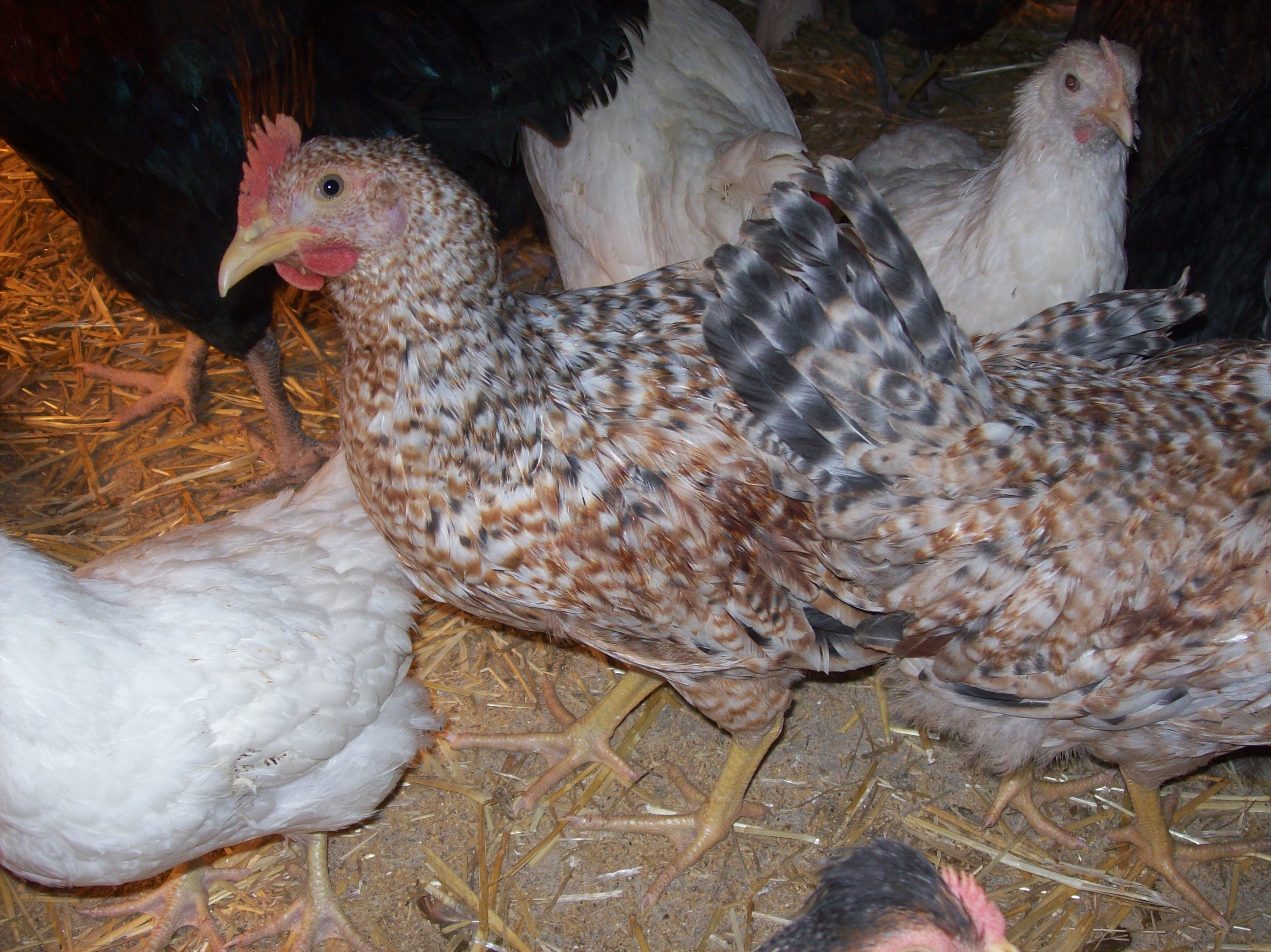 Young Rhodebar roosters. | BackYard Chickens - Learn How to Raise Chickens