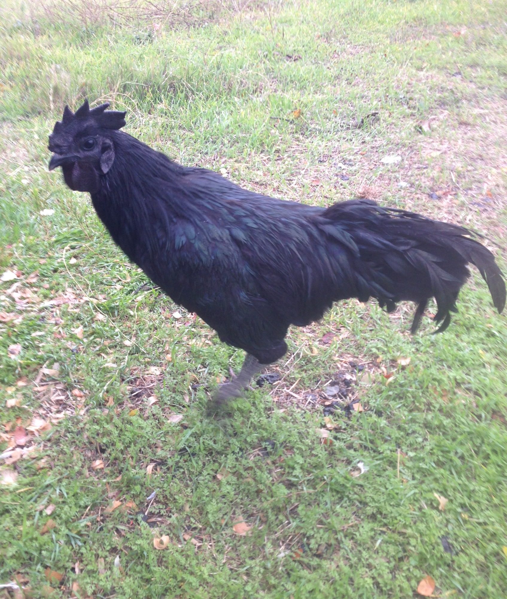 Young Rooster | BackYard Chickens - Learn How to Raise Chickens