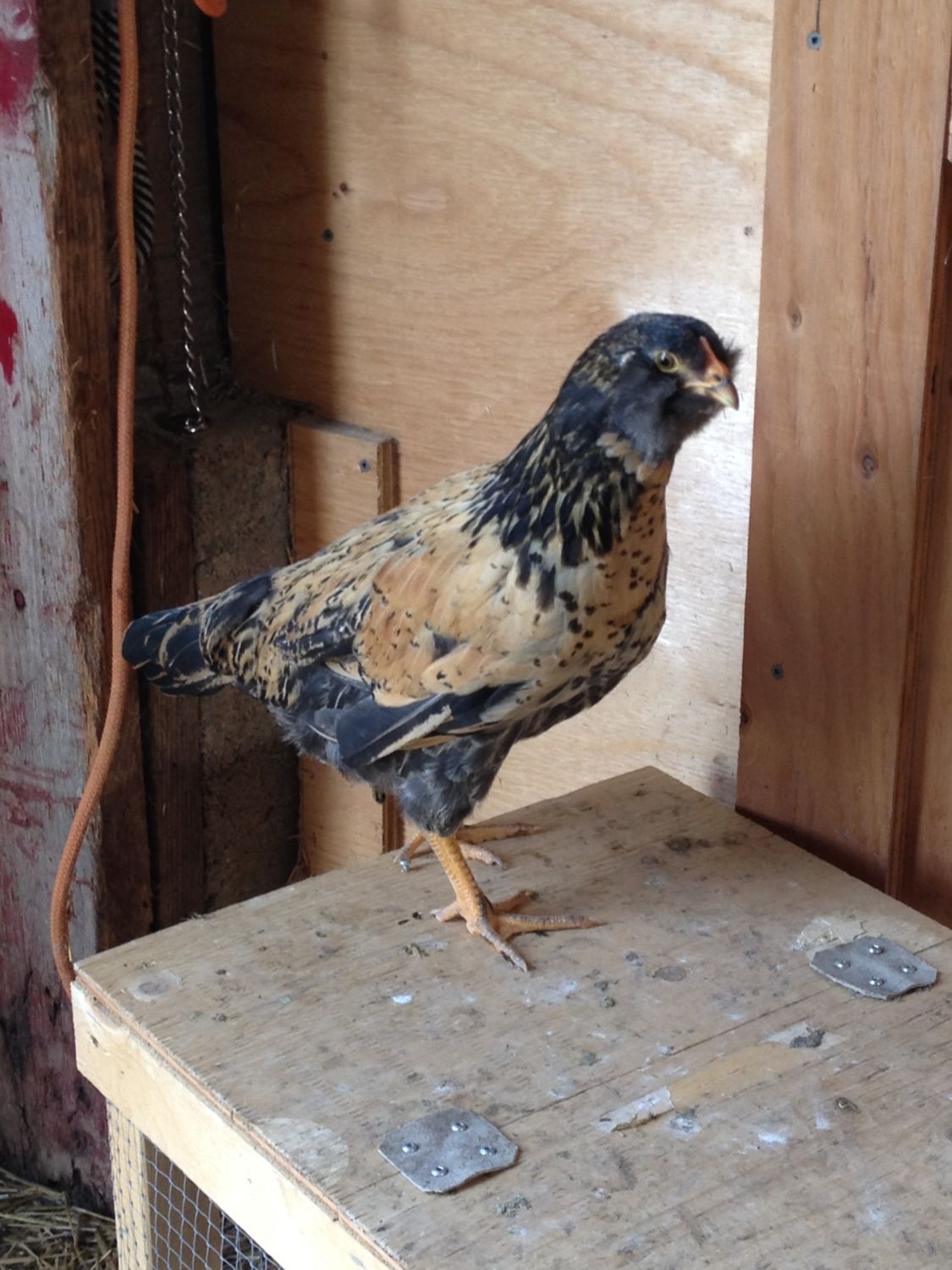 bearded chicken show