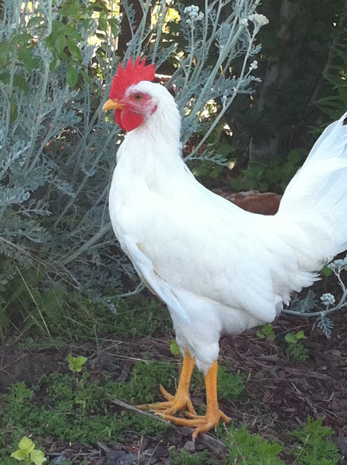 Cornish Rock-Rooster or Hen