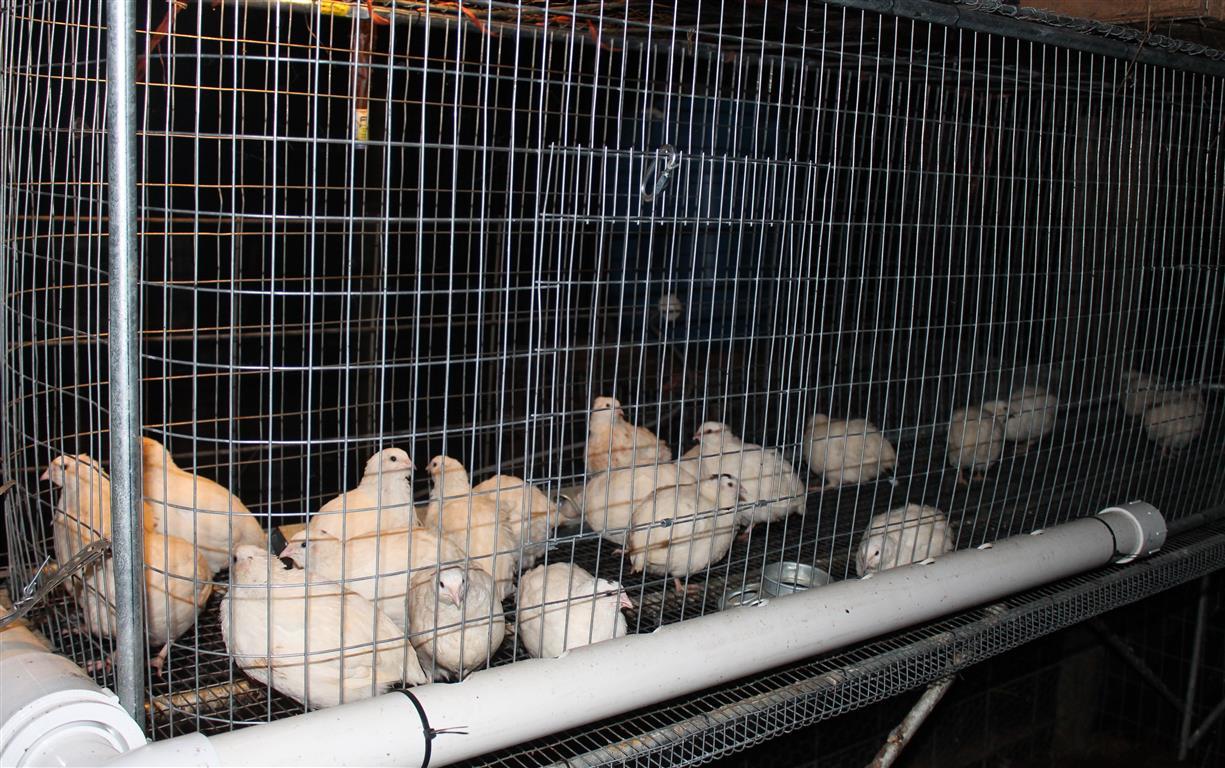 New Quail Cage