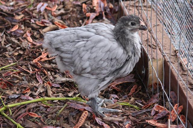 6 week old blue orpington - roo or pullet?