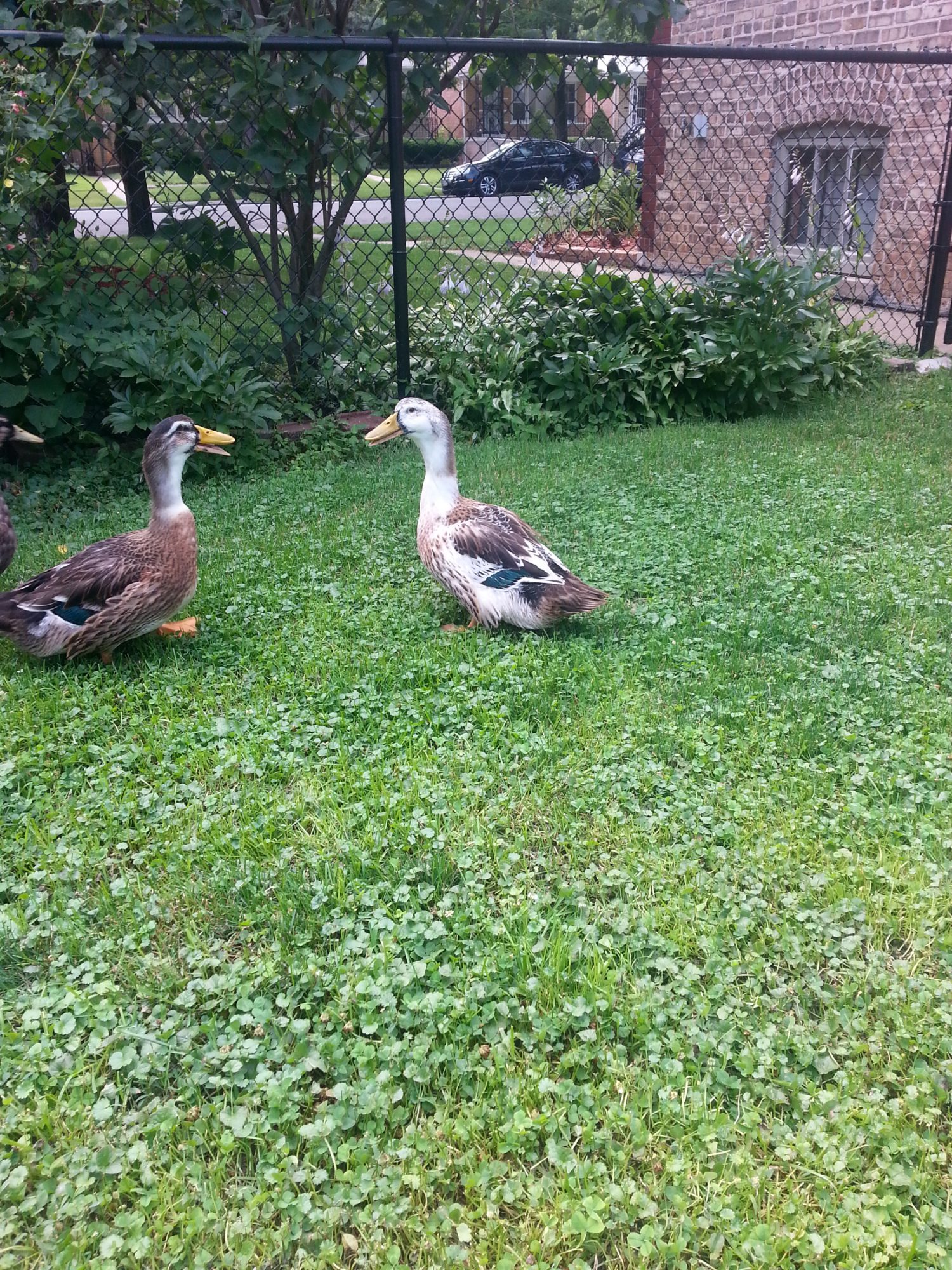 Silver Appleyard Ducks - Page 4