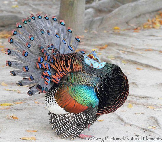 Ocellated Turkeys