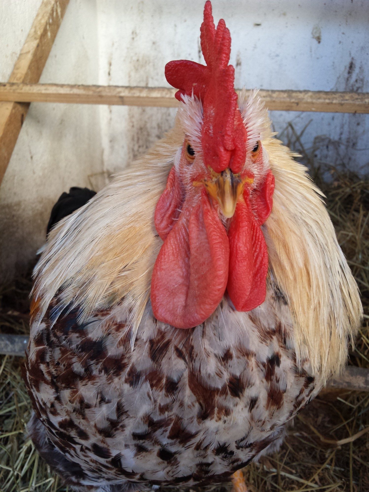 Rooster with swollen wattle