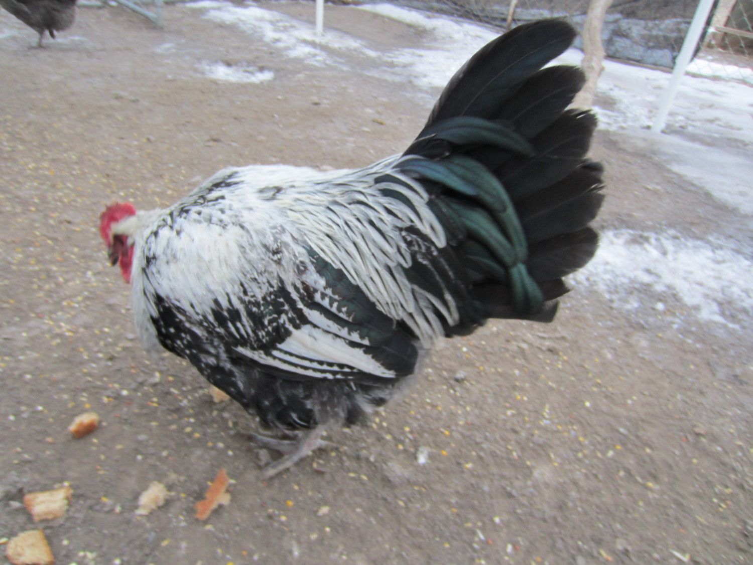 Iowa Blue Chickens - Understanding The Traditional Type
