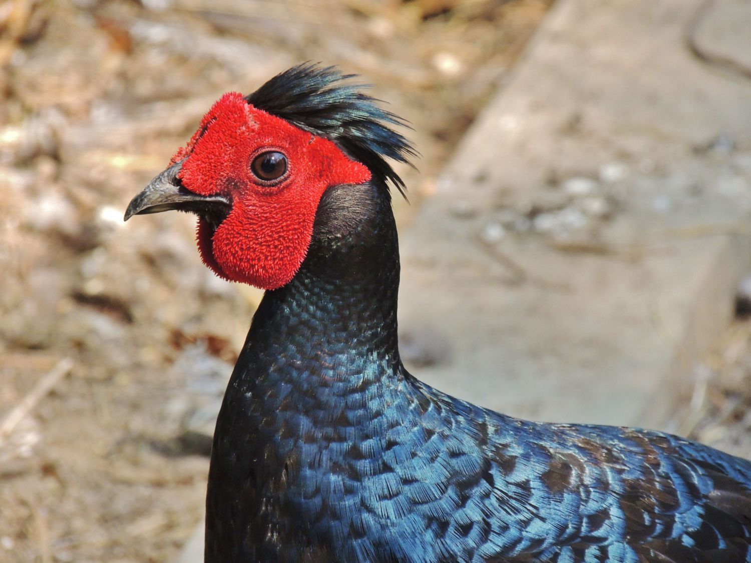 Hybrid Pheasants - Page 18