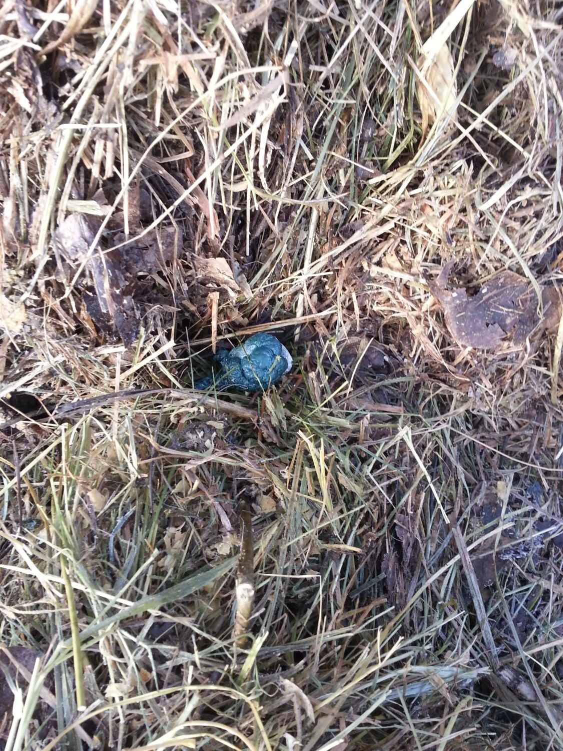 bright blue green poop