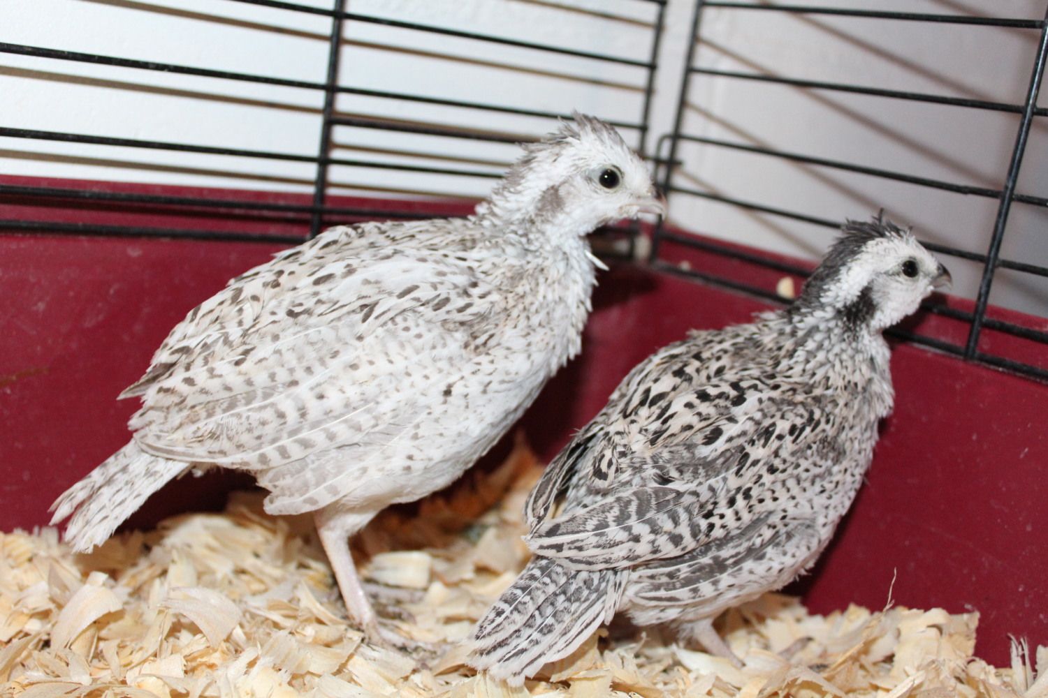 Snowflake quail.....girls or boys???