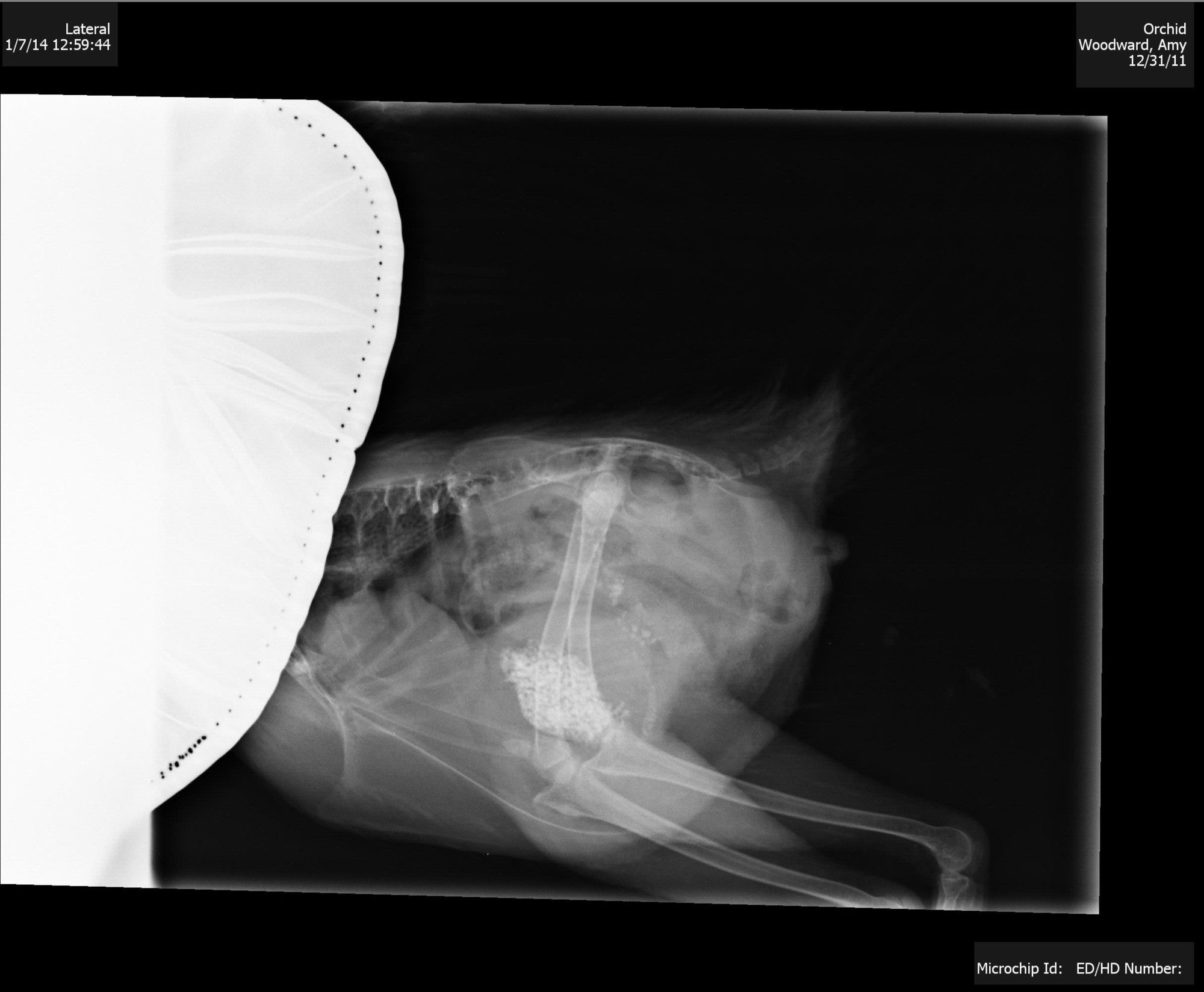Chicken X Ray Chicken Bone X Ray Detection System | Eagle PI